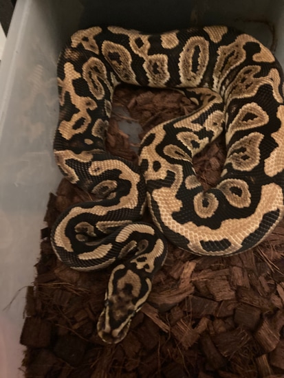 Spotnose Sapphire Ball Python by Syd’s Snakes