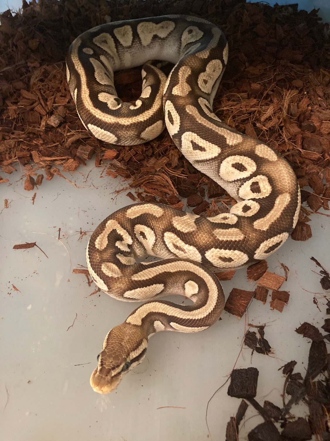 Pastave Het Ghost Het Caramel Albino Ball Python by Syd’s Snakes ...