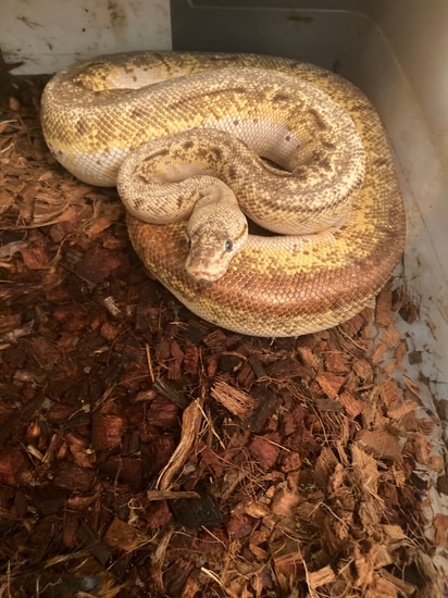 Enchi Killer Bee Ball Python by Syd’s Snakes