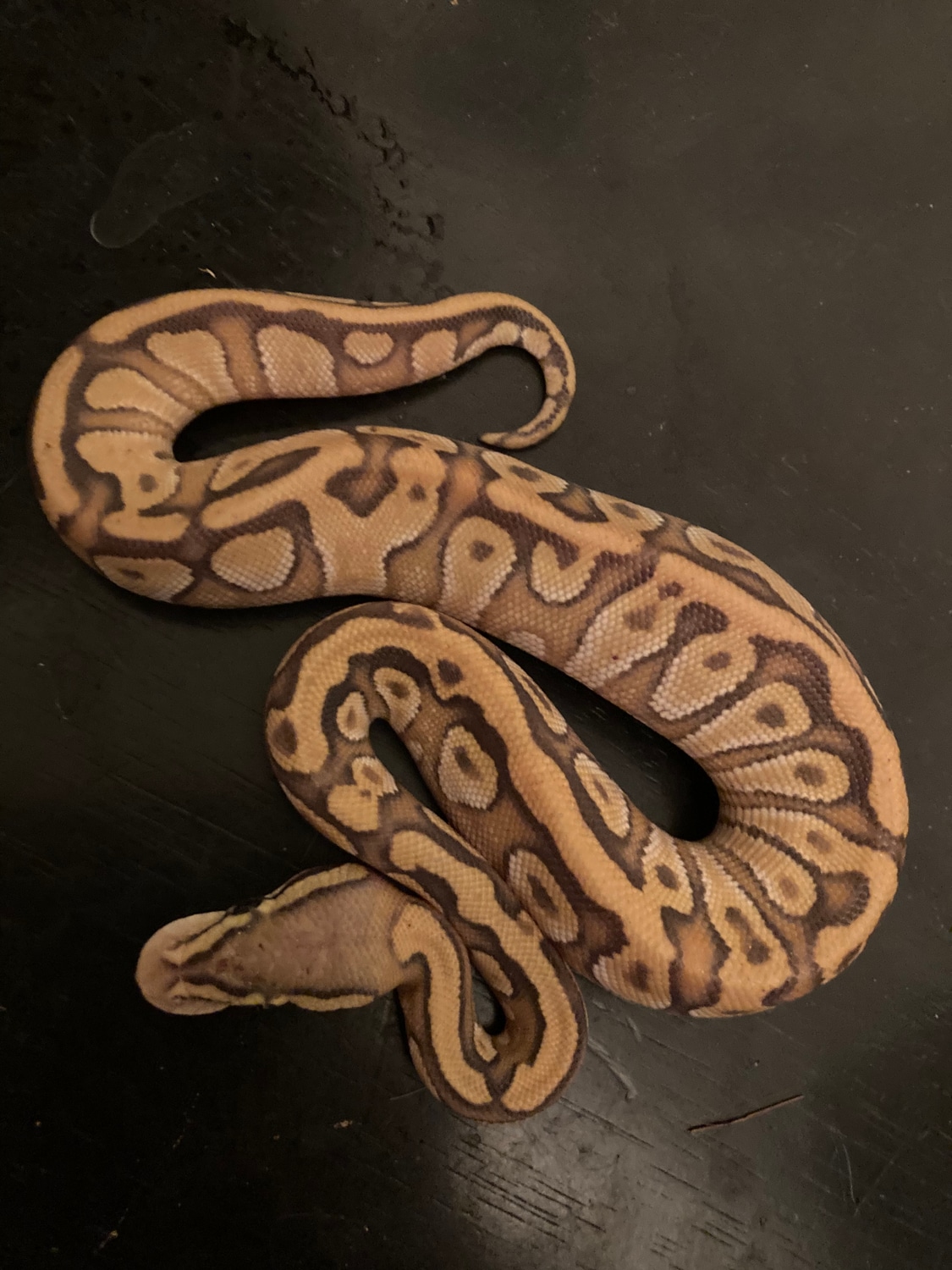 Pastave Ghost Ball Python by Syd’s Snakes - MorphMarket