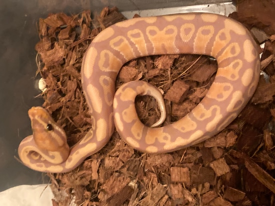 Banana Mystic Het Clown Ball Python by Syd’s Snakes