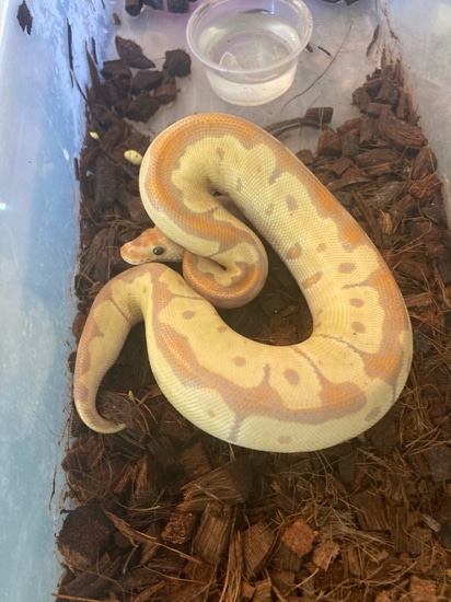 Banana Blade Clown Ball Python by Syd’s Snakes