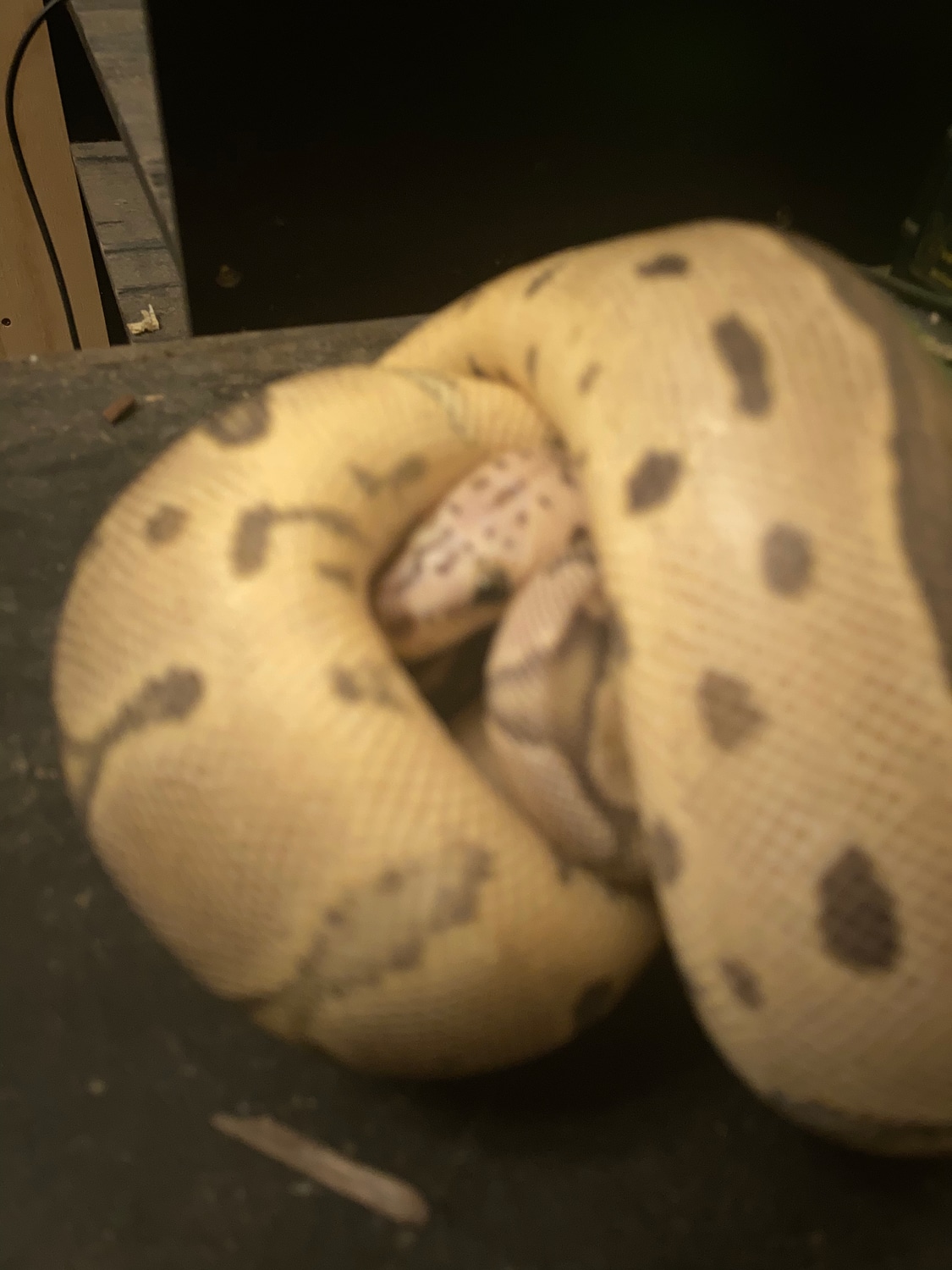 Microscale Pastel Clown Ball Python by Syd’s Snakes - MorphMarket