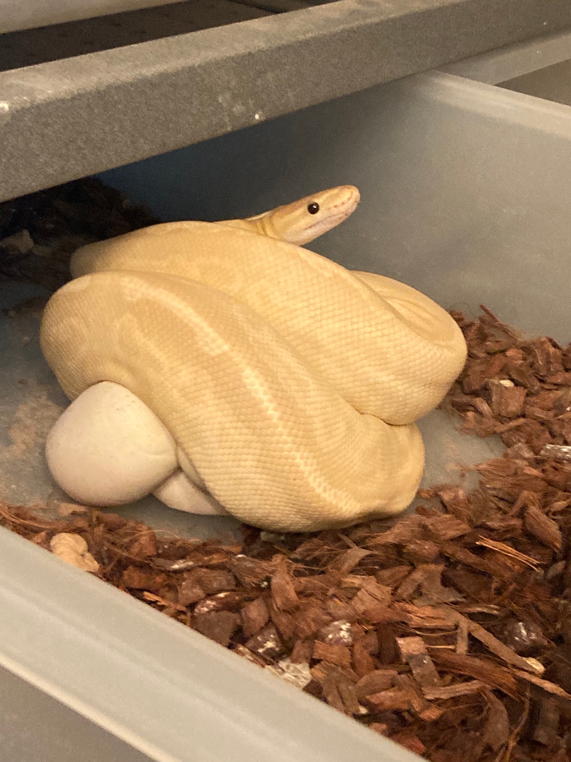 Coral Glow Lesser Sunset Ball Python by Syd’s Snakes - MorphMarket