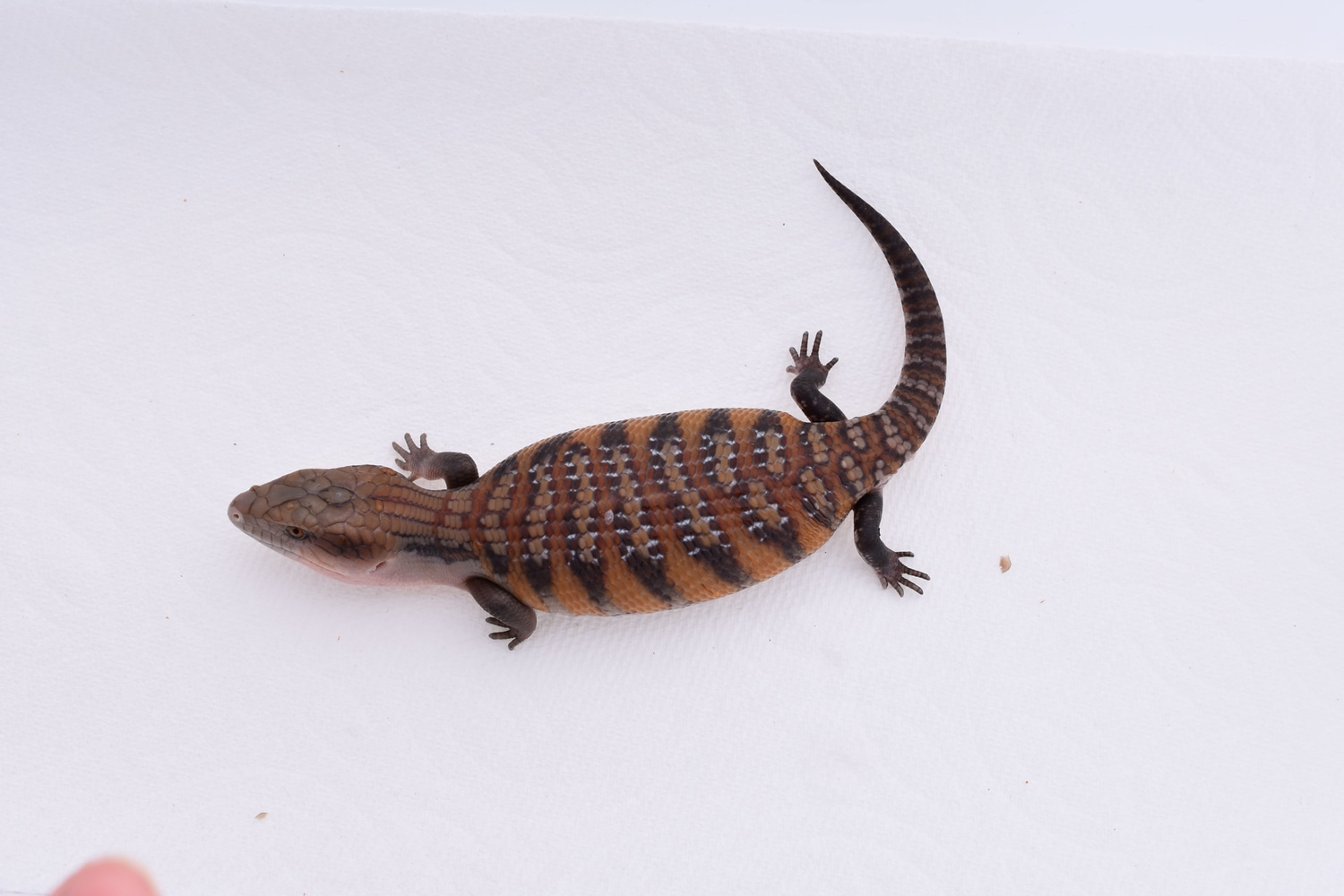 2023 Orange Northern Blue-Tongued Skink by Trex Jen - MorphMarket