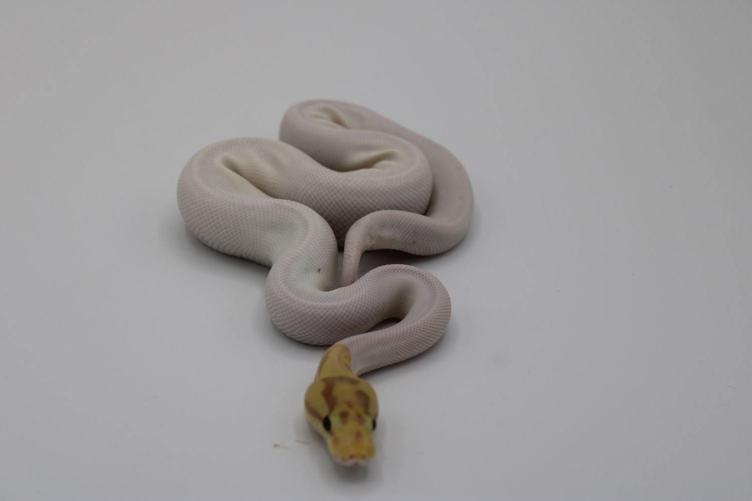 Banana Spied Ball Python by T-Rexx-Reptiles - MorphMarket