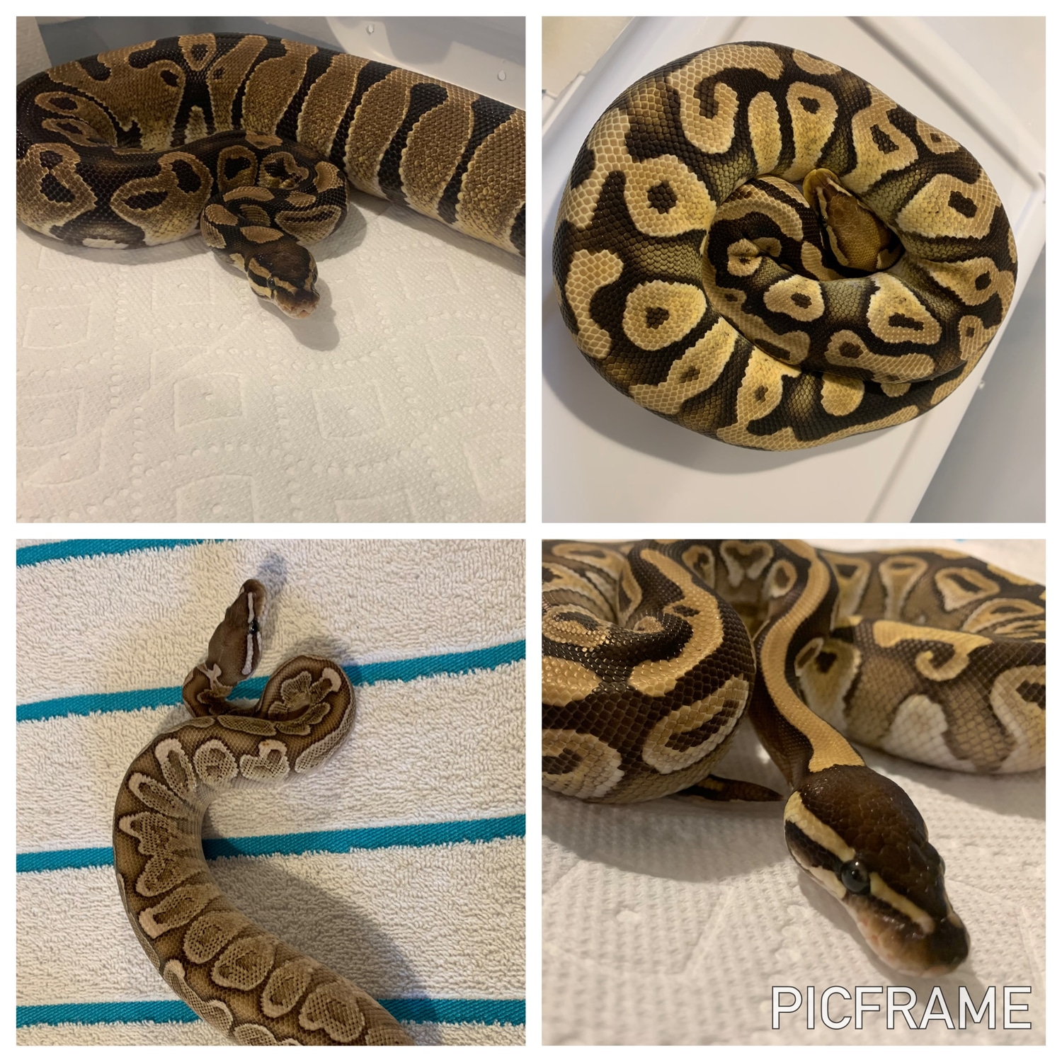 Group Deal “Breeding Starter Kit” Ball Python by Porky Pythons ...