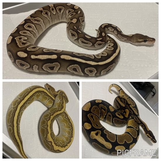 Ball Python Group by Porky Pythons