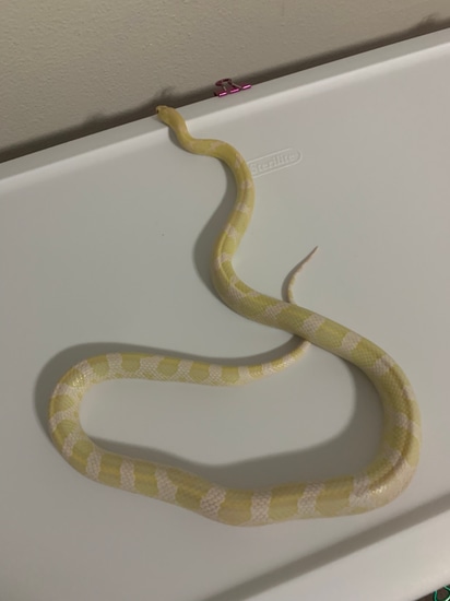 2019 RTB Female Okeetee Snow Corn Snake by Porky Pythons