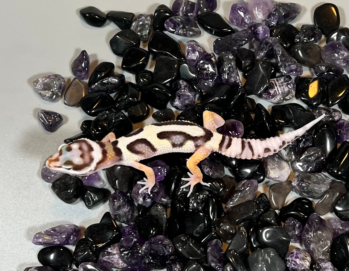 Bandit Bold Leopard Gecko by Palmetto State Geckos - MorphMarket