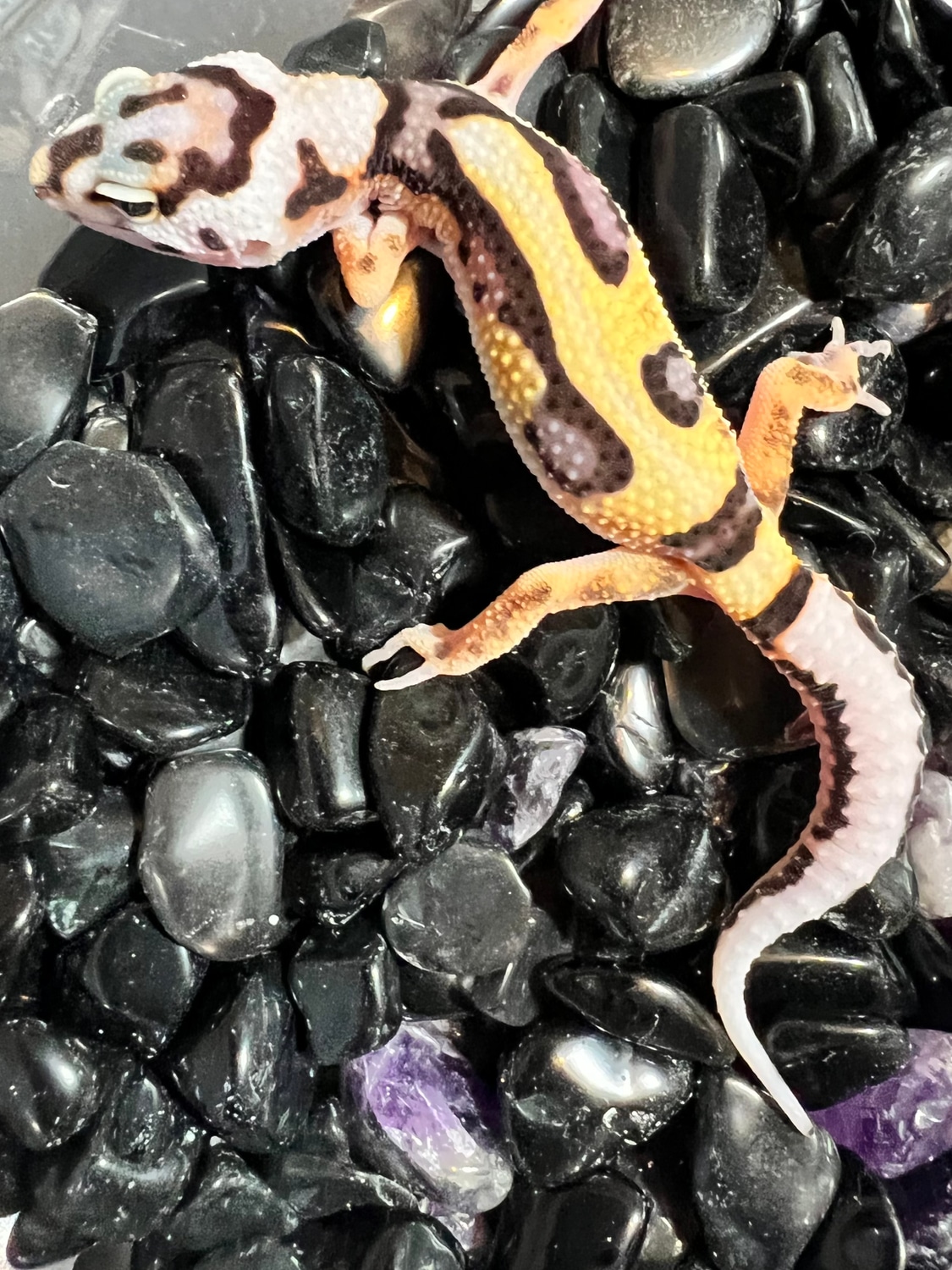 Bandit Bold Leopard Gecko by Palmetto State Geckos - MorphMarket