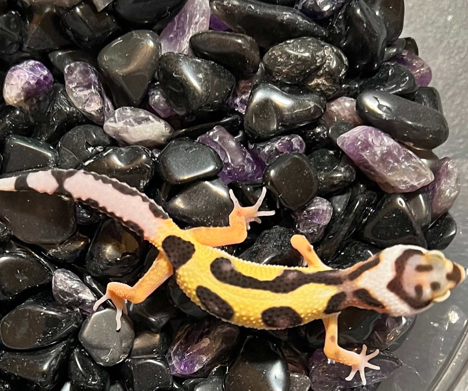 Bandit Bold Leopard Gecko by Palmetto State Geckos - MorphMarket