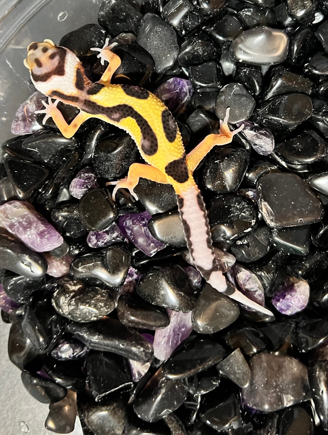 Bandit Bold Leopard Gecko by Palmetto State Geckos - MorphMarket