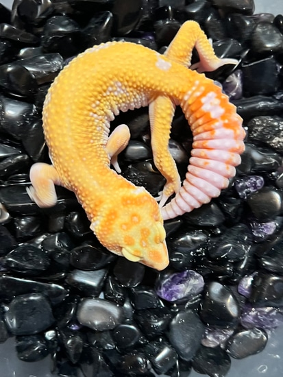 White And Yellow Super Giant High Contrast Leopard Gecko by Palmetto ...