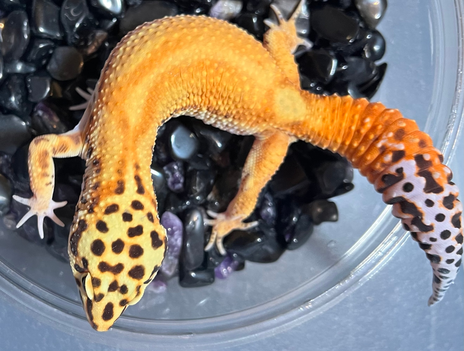Blood Supergiant Het Bell Het Eclipse Leopard Gecko by Palmetto State ...