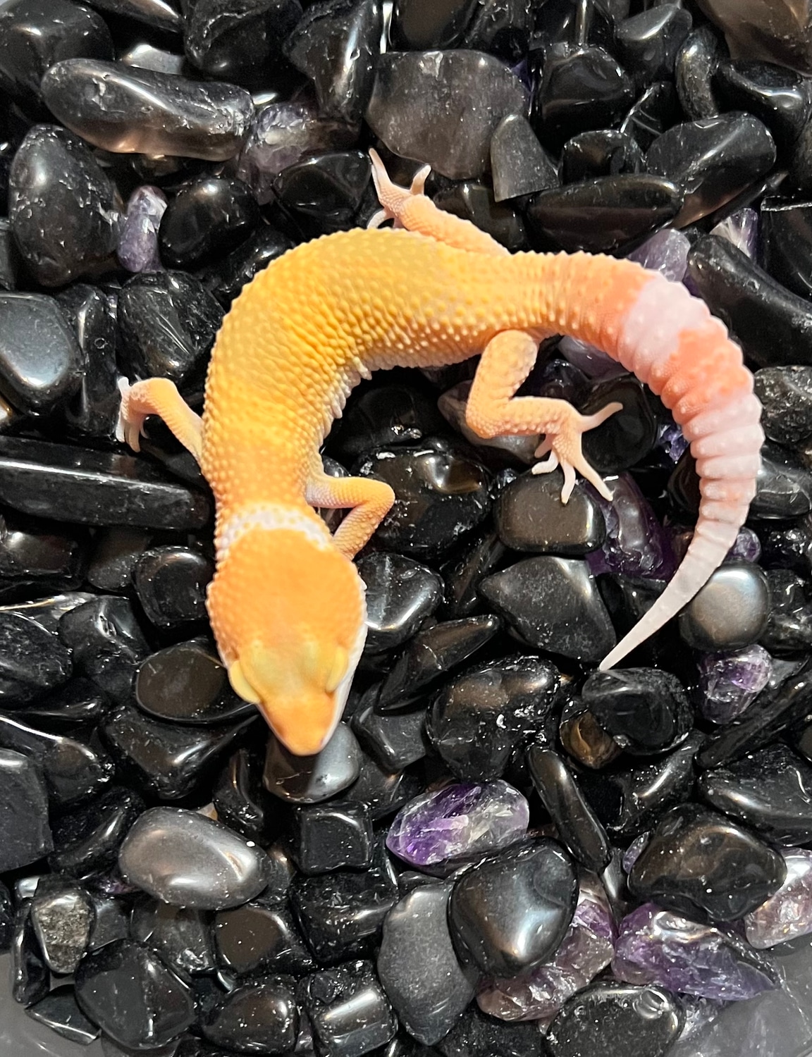 Mandarin Emerine X Raptor SHTCTB Leopard Gecko by Palmetto State Geckos ...