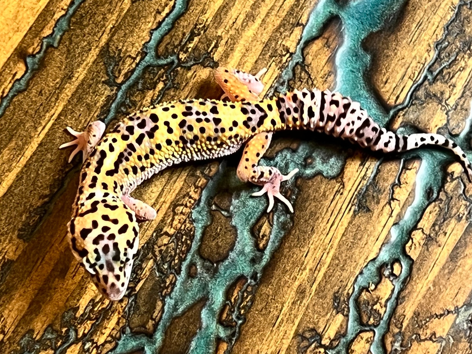 Super Giant Blood Mack Snow Eclipse Het Bell Leopard Gecko by Palmetto ...