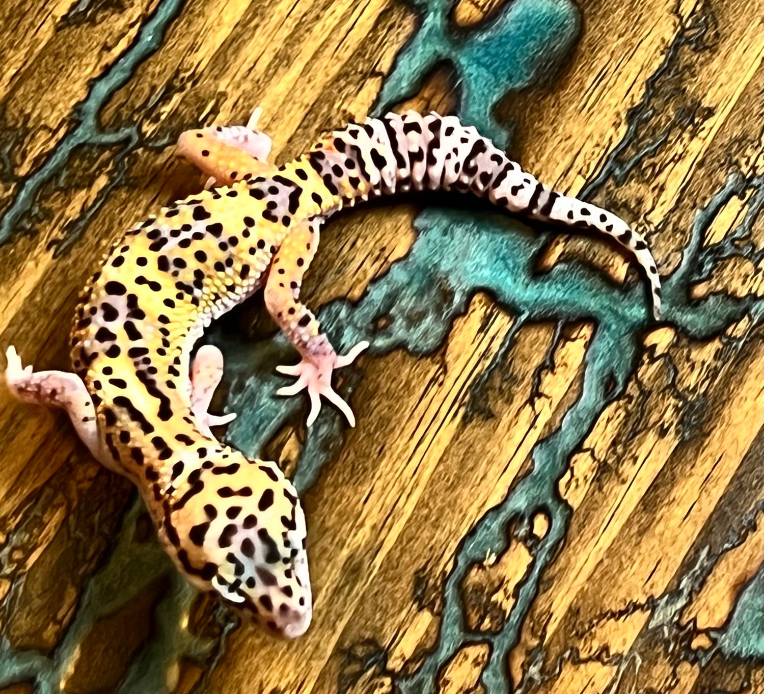 Super Giant Blood Mack Snow Eclipse Het Bell Leopard Gecko by Palmetto ...