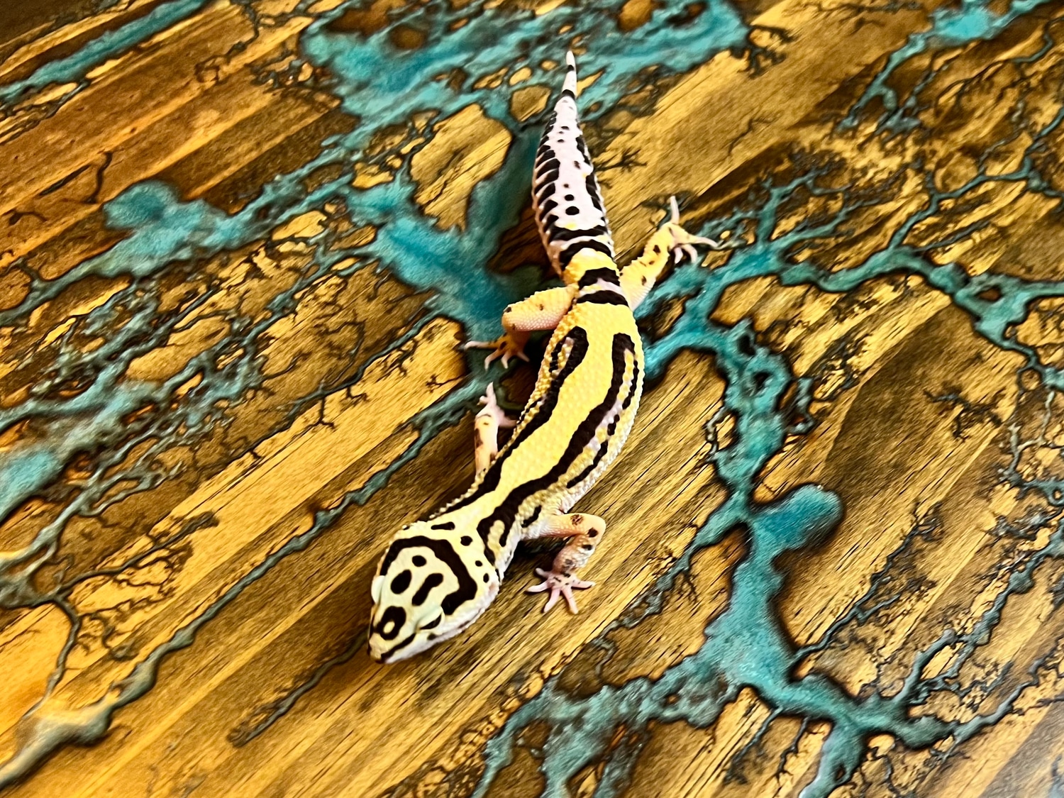 Bandit Bold Stripe Zero Het Leopard Gecko by Palmetto State Geckos ...