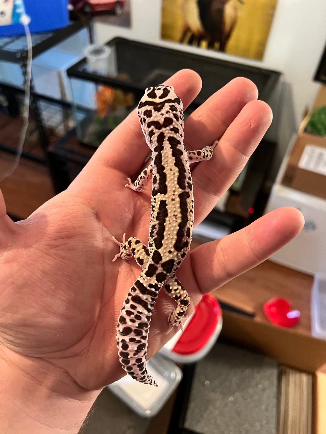 Bandit Bold Stripe Lavender Mack Snow Leopard Gecko by Palmetto State ...