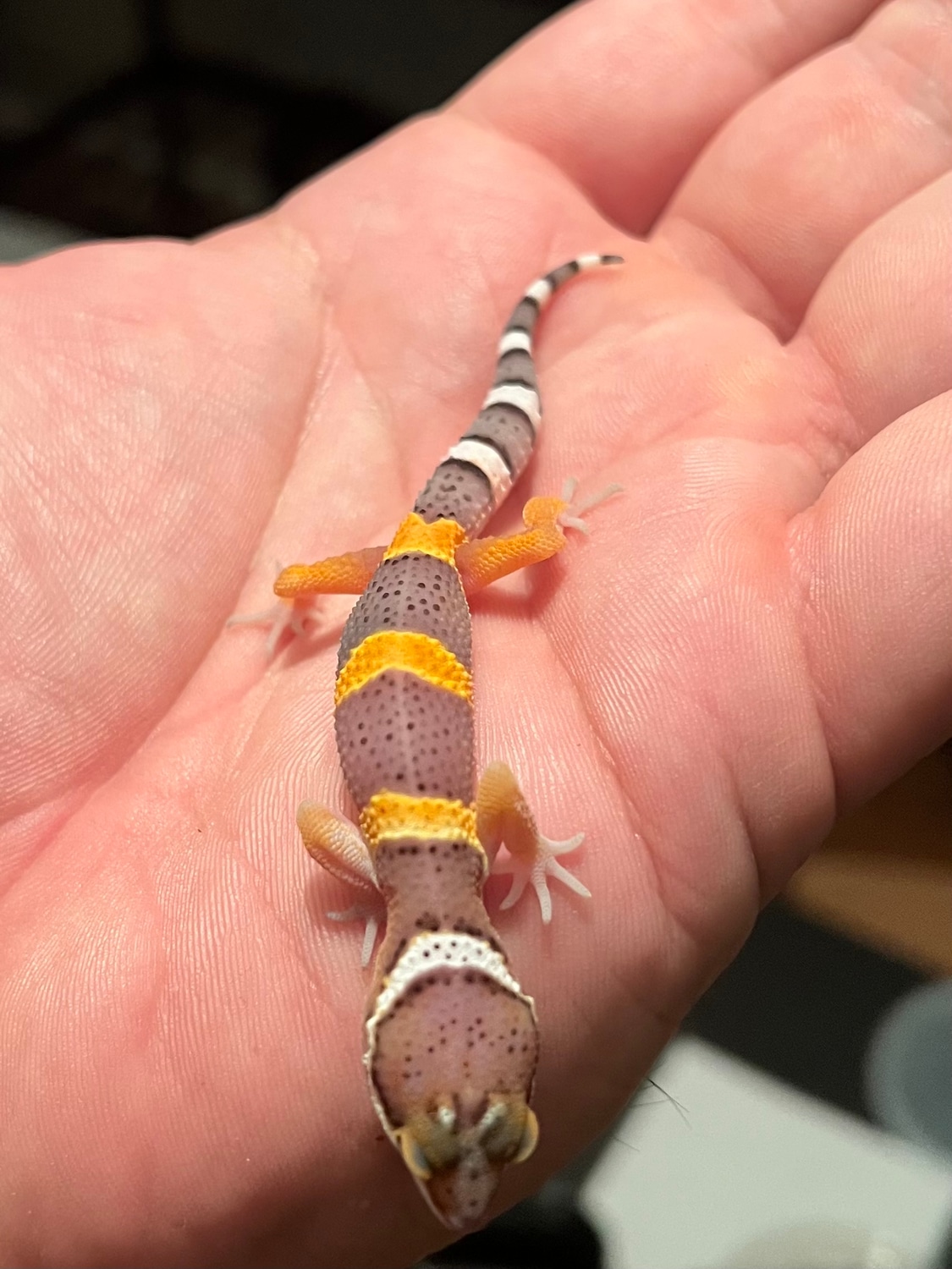 Blacknight Cross To Inferno Leopard Gecko by Palmetto State Geckos ...