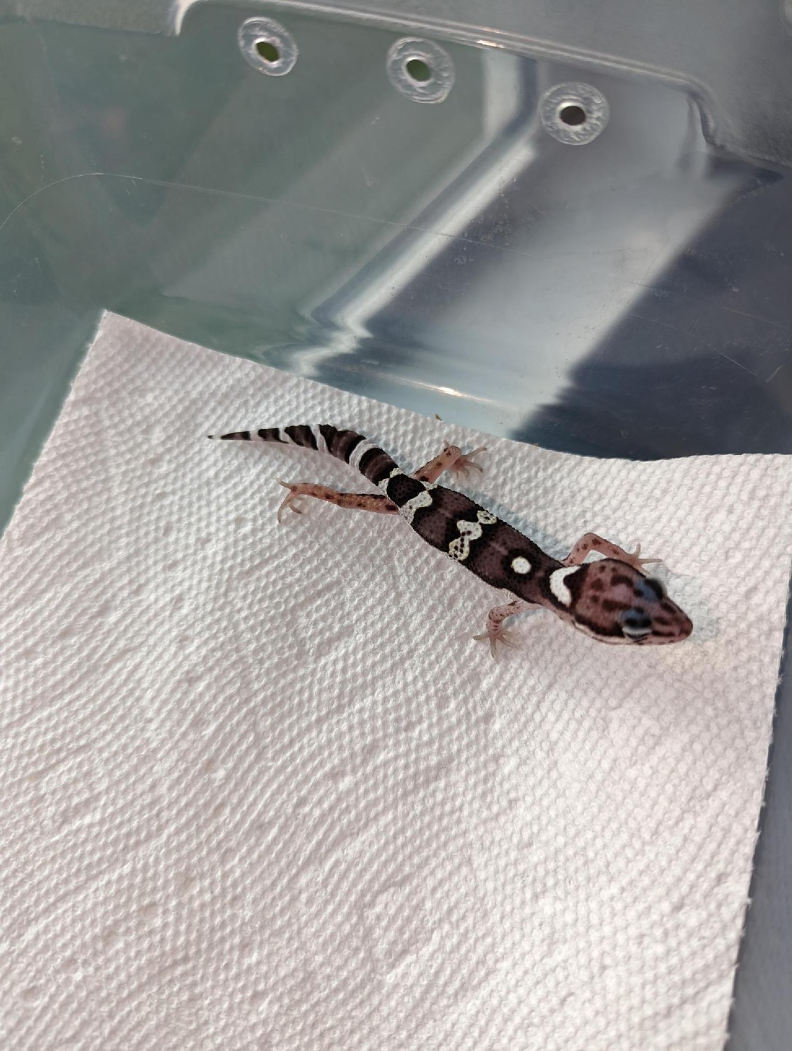 Snow Black Knight Cross Het Eclipse Leopard Gecko by Palmetto State ...