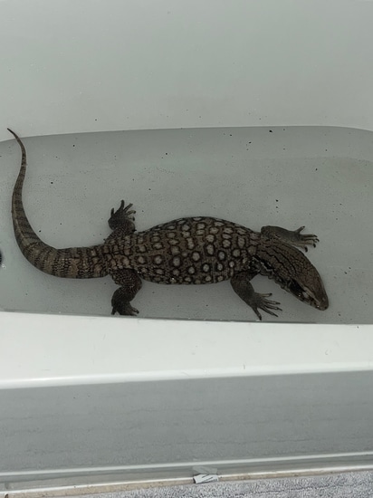 Savannah Monitor, Fully Grown by Nurtured by Nature