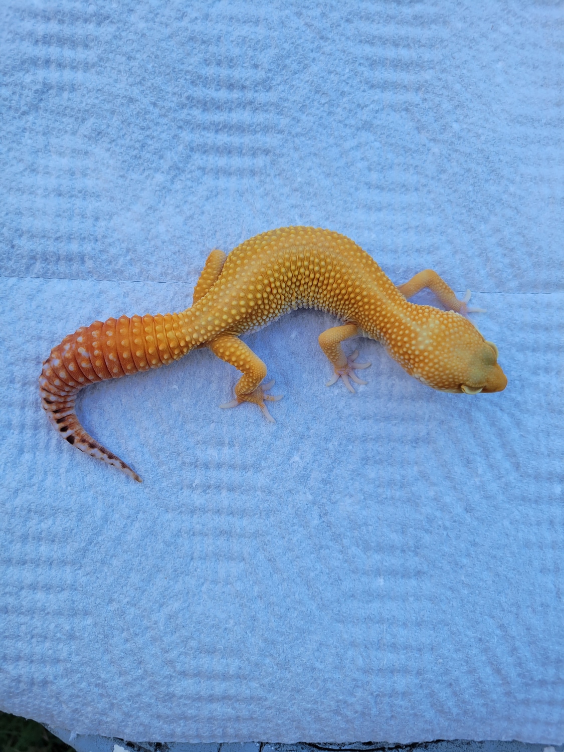 Bell Albino Het Eclipse Leopard Gecko by Tri Force Geckos - MorphMarket