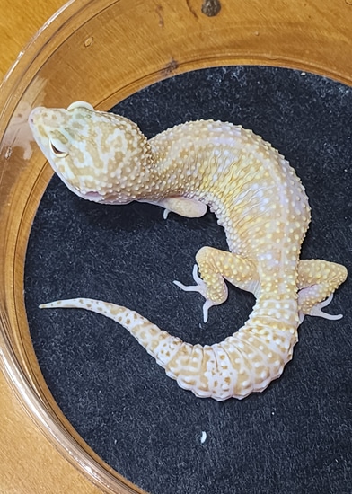 Rainwater W/Y Mack Snow Eclipse (Snake Eye) Leopard Gecko by Tri ...