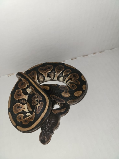 Cinnamon Ball Python by Tribal Exoticz