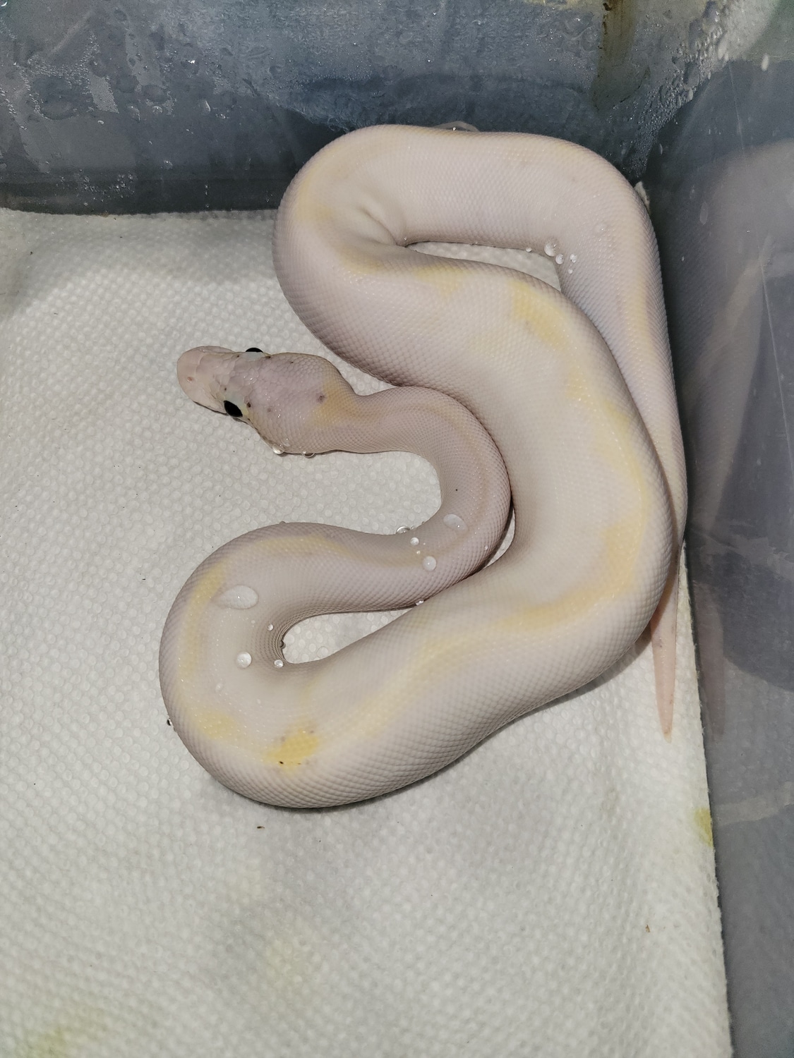Super Pastel Ivory GHI Fire Ball Python by Tribal Exoticz - MorphMarket