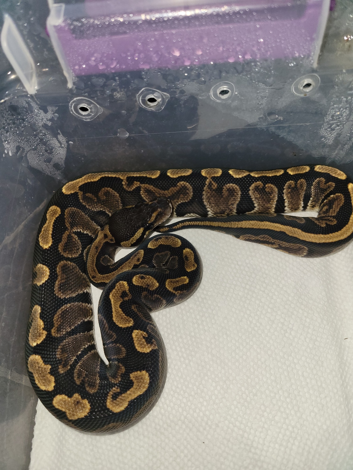 GHI Cinnamon Ball Python by Tribal Exoticz - MorphMarket