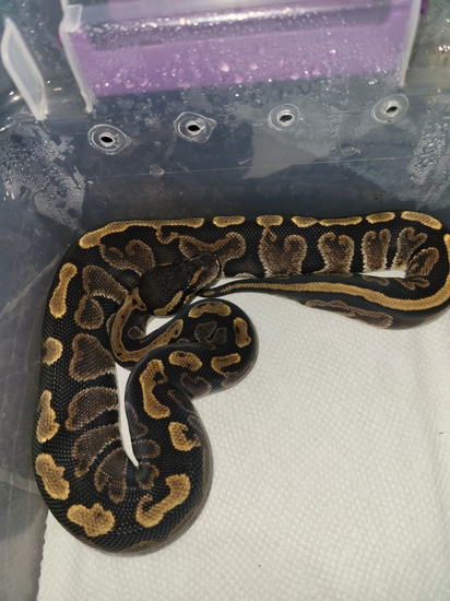 GHI Cinnamon Ball Python by Tribal Exoticz