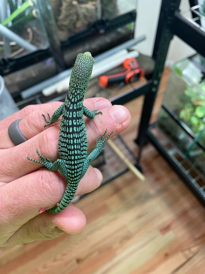 USCBB Green Tree Monitors by Tricity Reptiles