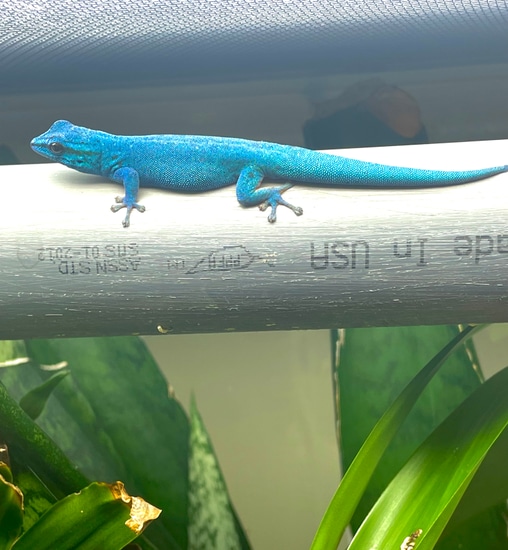 Adult Male Electric Blue Day Gecko by Tricity Reptiles