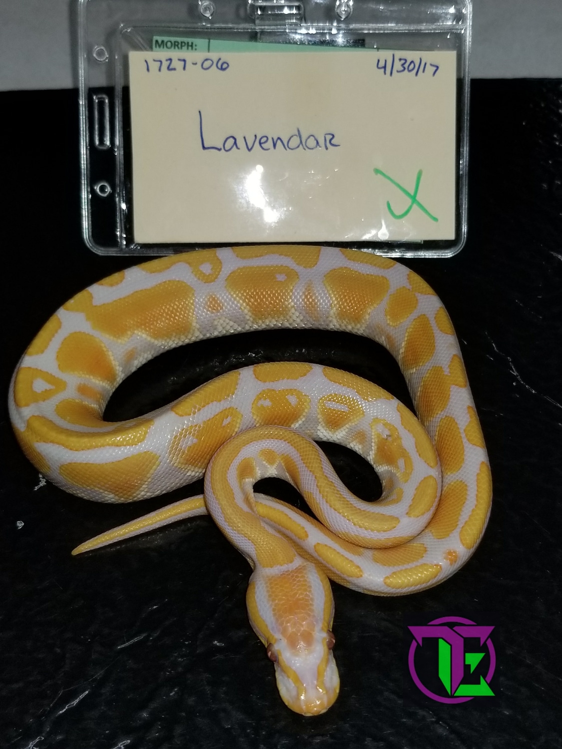 Lavender Albino Ball Python by Tricked Out Exotics - MorphMarket