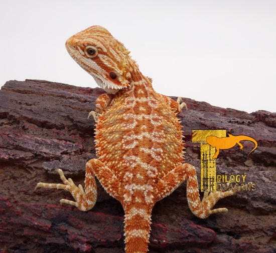 Red Tiger Hypo Het Trans Central Bearded Dragon by Trilogy Dragons