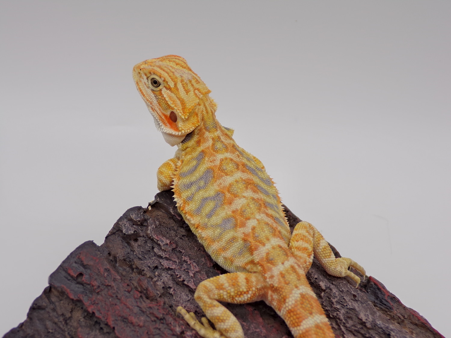 Citrus Tiger Hypo Leatherback 33% Pos Het Trans Central Bearded Dragon ...