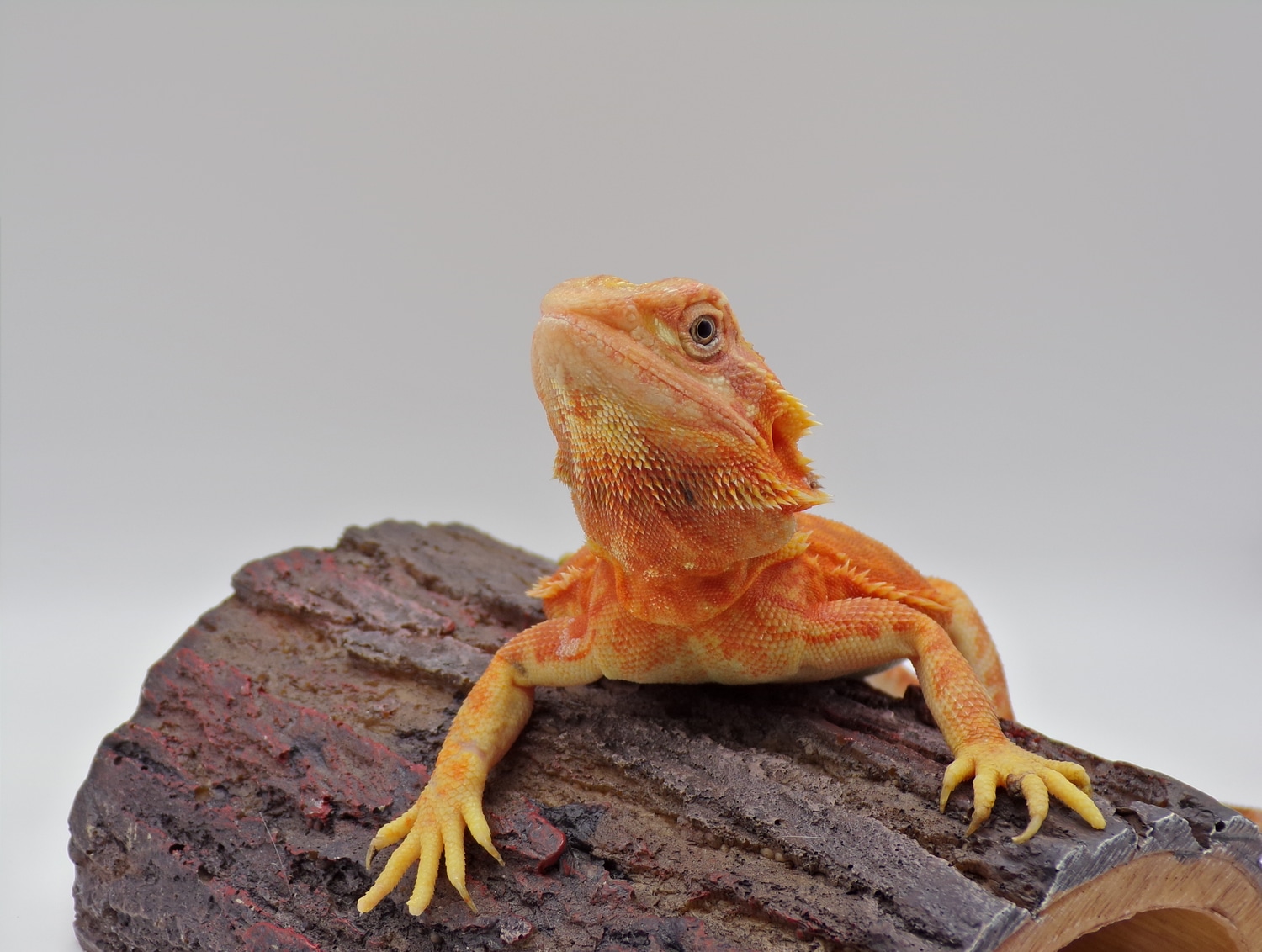 Red Tiger Trans Hypo Leatherback **PET ONLY** Central Bearded Dragon by ...