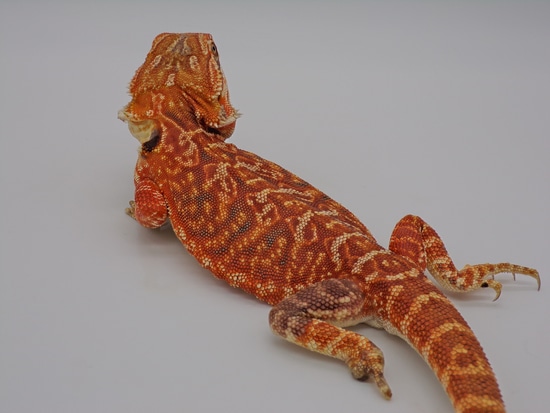 Red Tiger Leatherback Hypo Central Bearded Dragon by Trilogy Dragons