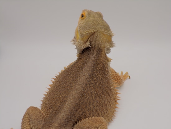 Witblit Central Bearded Dragon by Trilogy Dragons