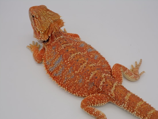Red Tiger Hypo Het Trans Central Bearded Dragon by Trilogy Dragons