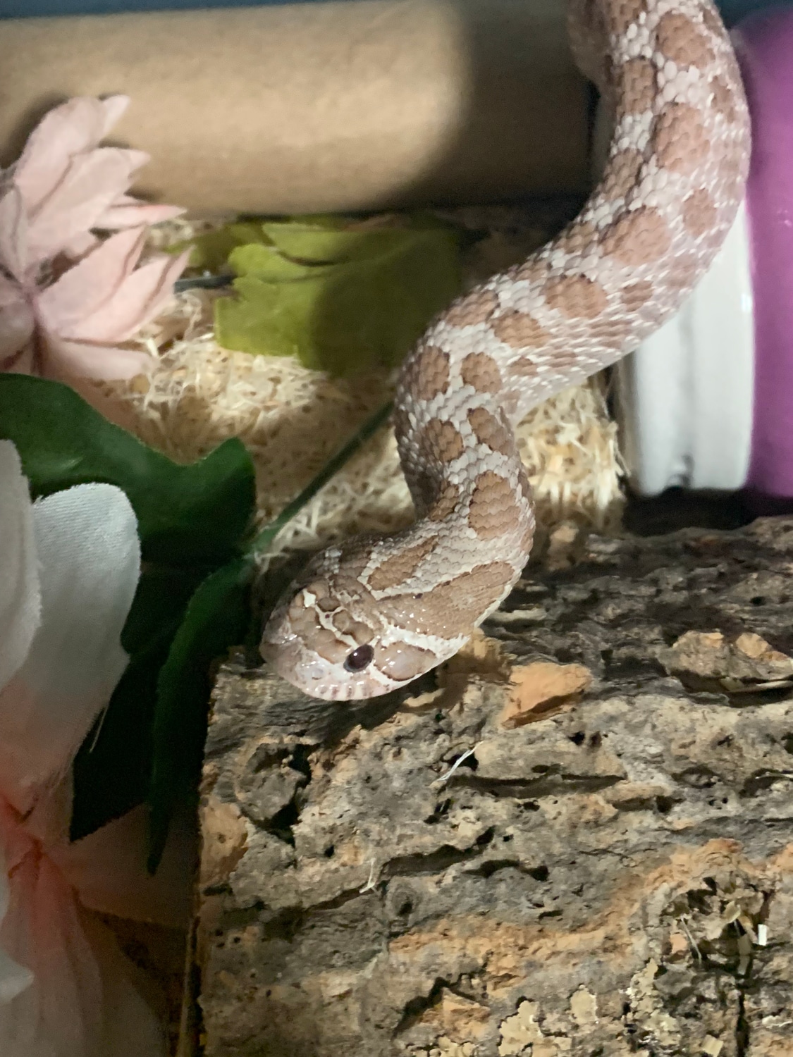 Upper Echelon Exotics's Collection - MorphMarket