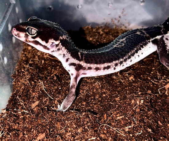Het Murphy Patternless Leopard Gecko by Kings Reptiles