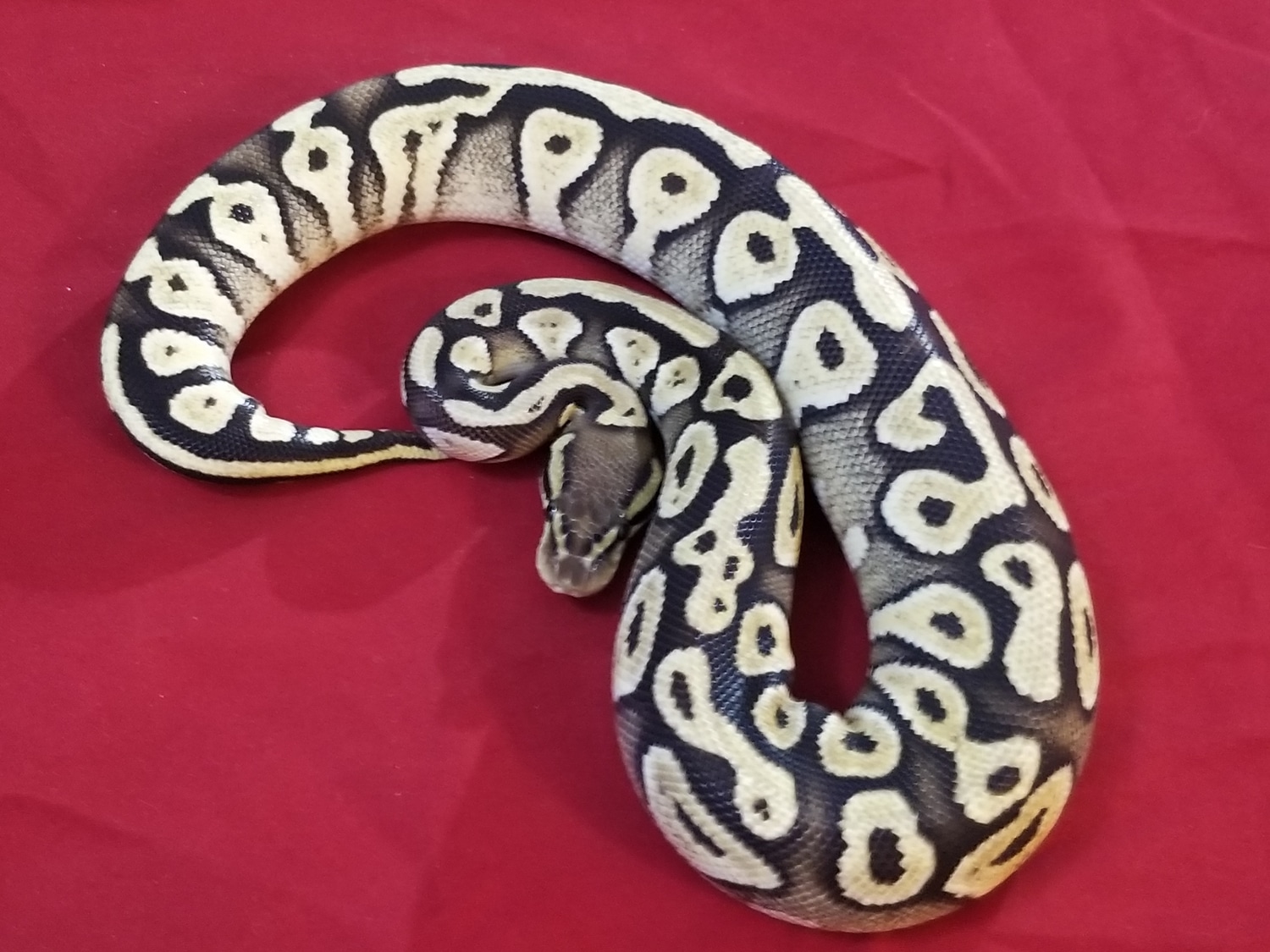Pastave 50 % Het Hypo Ball Python by Trinity Exotics - MorphMarket