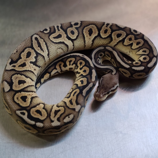 Vanilla Pastel Cinnamon Ball Python by Ballpython snek