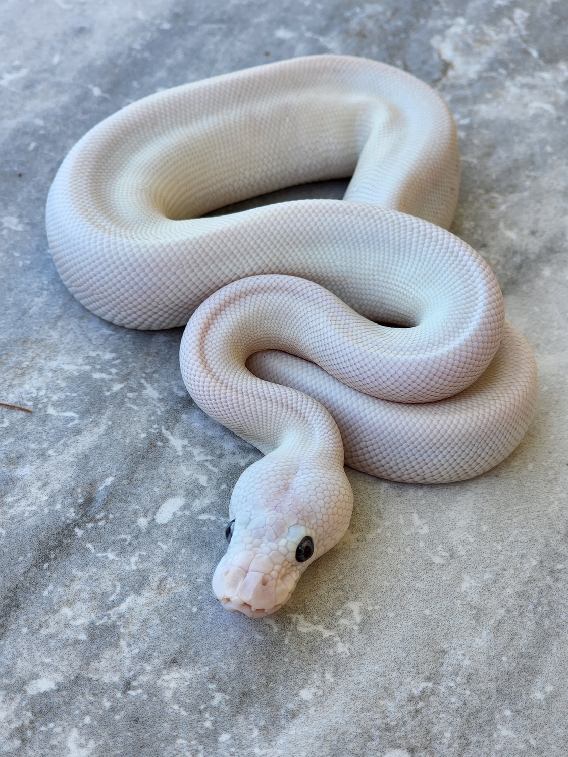 Blue Eyed Lucy Pos Pastel Ball Python by Trinity Pythons LLC - MorphMarket