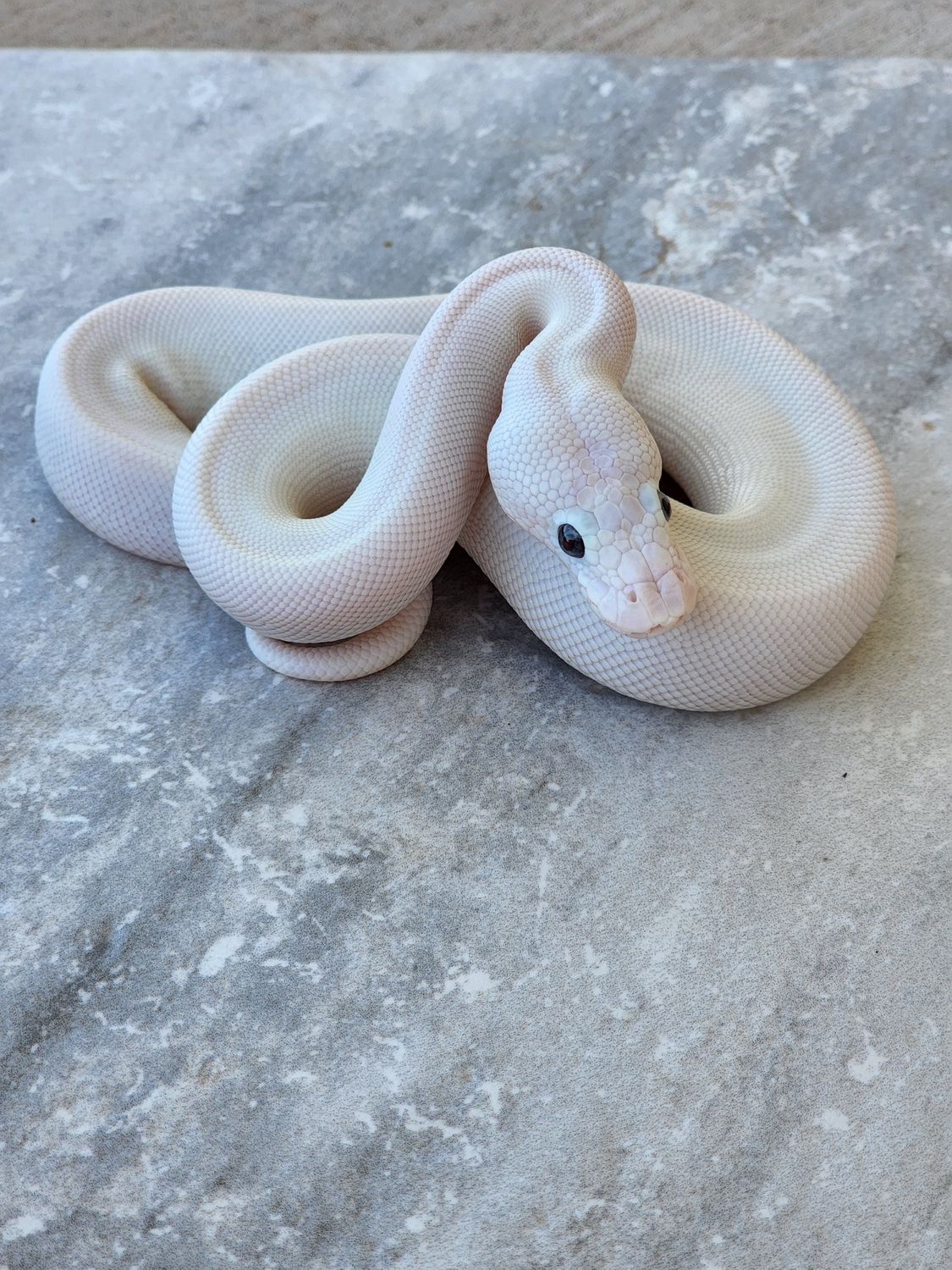 Blue Eyed Lucy Pos Pastel Ball Python by Trinity Pythons LLC - MorphMarket