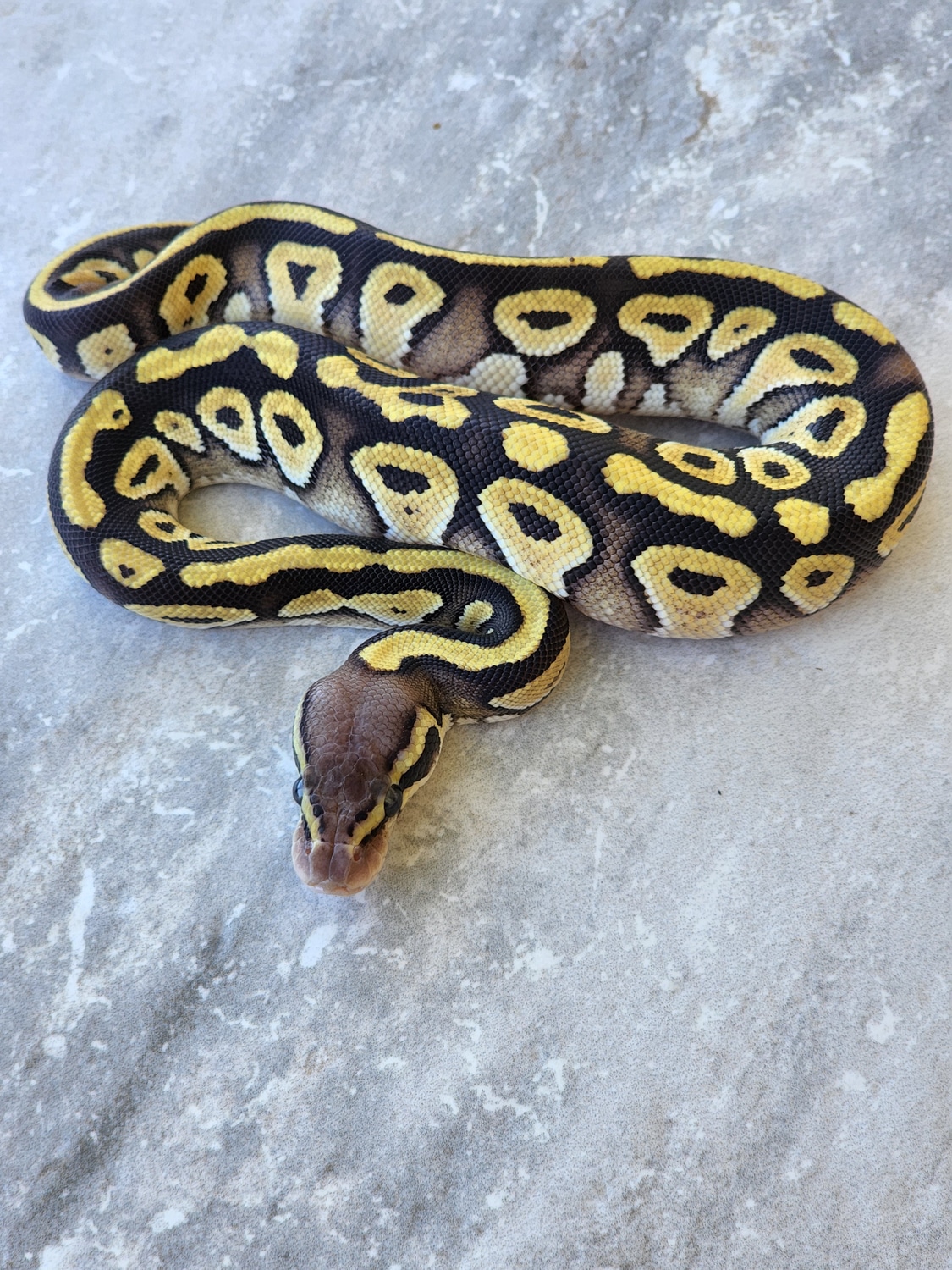 Pastel Mojave Ball Python by Trinity Pythons LLC - MorphMarket