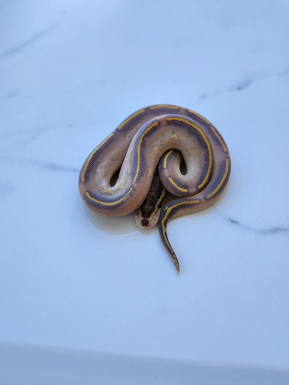 Highway Ball Python by Trinity Pythons LLC - MorphMarket